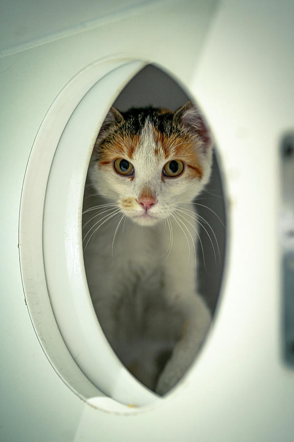 Fierce kitty Photograph by Dylan Jarvis - Fine Art America