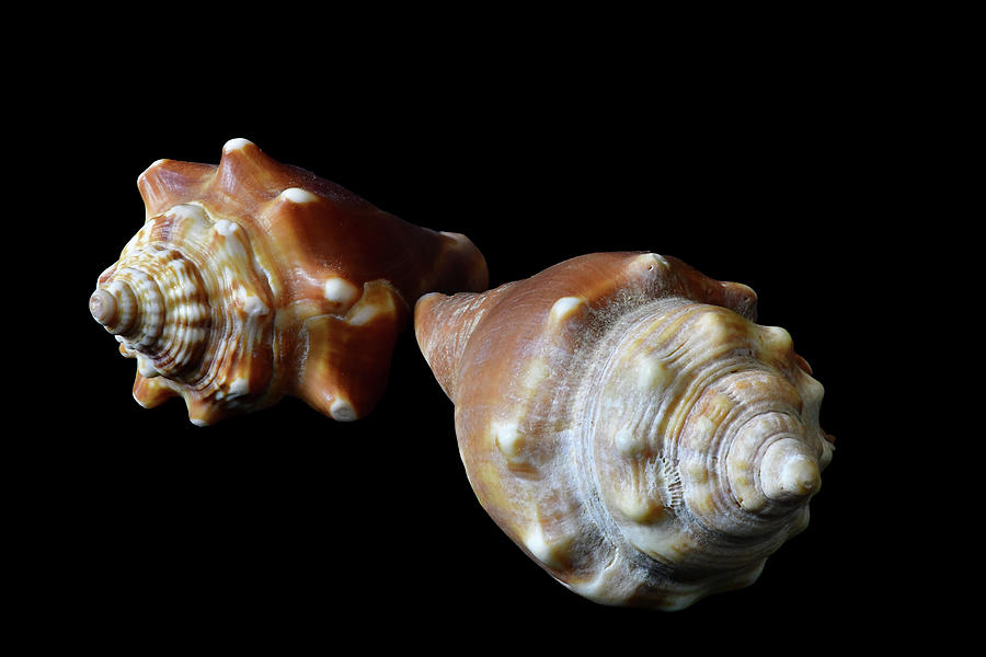 Fighting Conch Shells Photograph by Philip Rispin - Pixels