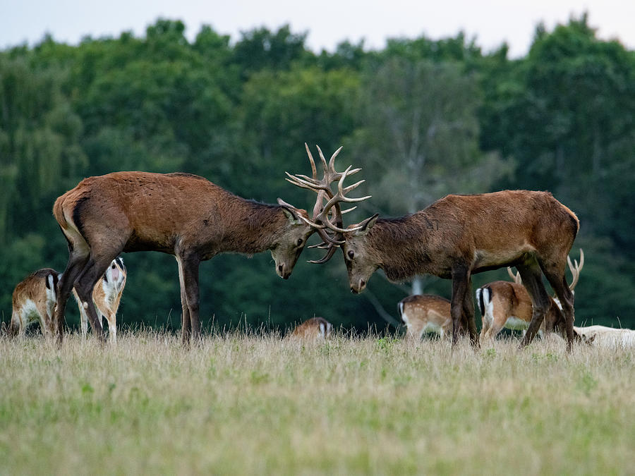 Fighting red deer stags Photograph by Daniel Faisst - Fine Art America