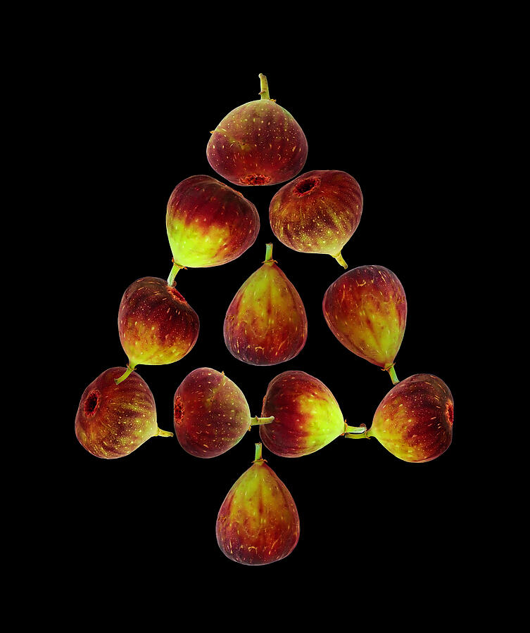 Figmas Tree Photograph by LeeAnn Piermont Camut - Fine Art America