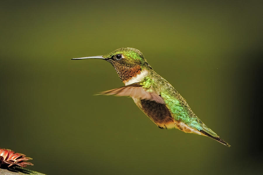 Final Approach Photograph by Mike Mcquade - Fine Art America