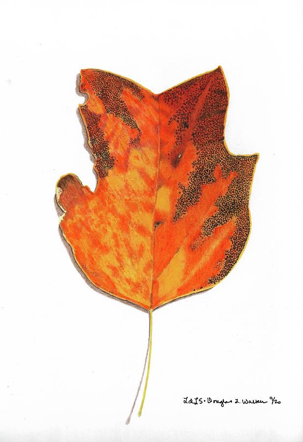 First Fallen Leaf of the Season Drawing by Douglas Walker - Fine Art ...