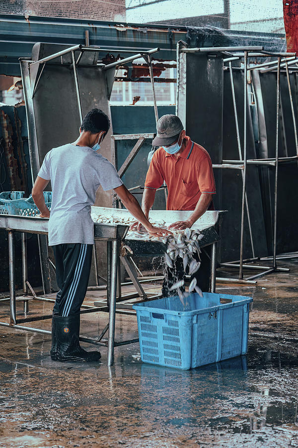 Fishermen's sorting out the fish catch in containers at the dock ...