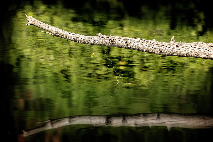 Fishing Hang Up Photograph by Kelley King - Fine Art America