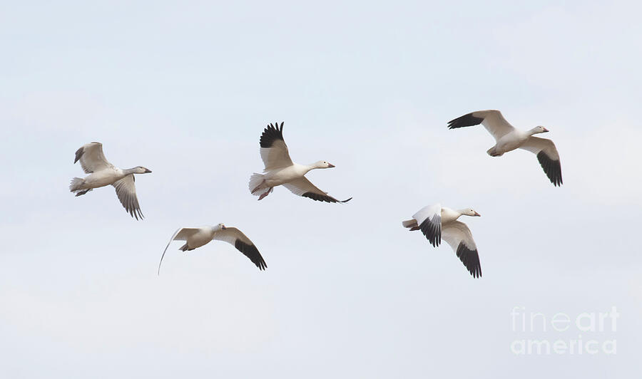 Five Geese I spy in the Sky Photograph by Ruth Jolly - Fine Art America