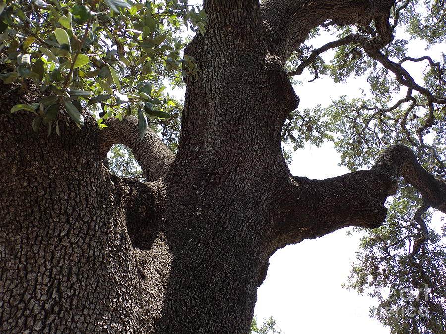 Five Hundred Year Old Texas Live Oak Trees Fifteen Photograph By Joney