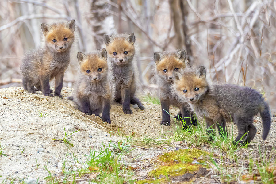Five Red Fox Kits Photograph by Jim Block - Fine Art America