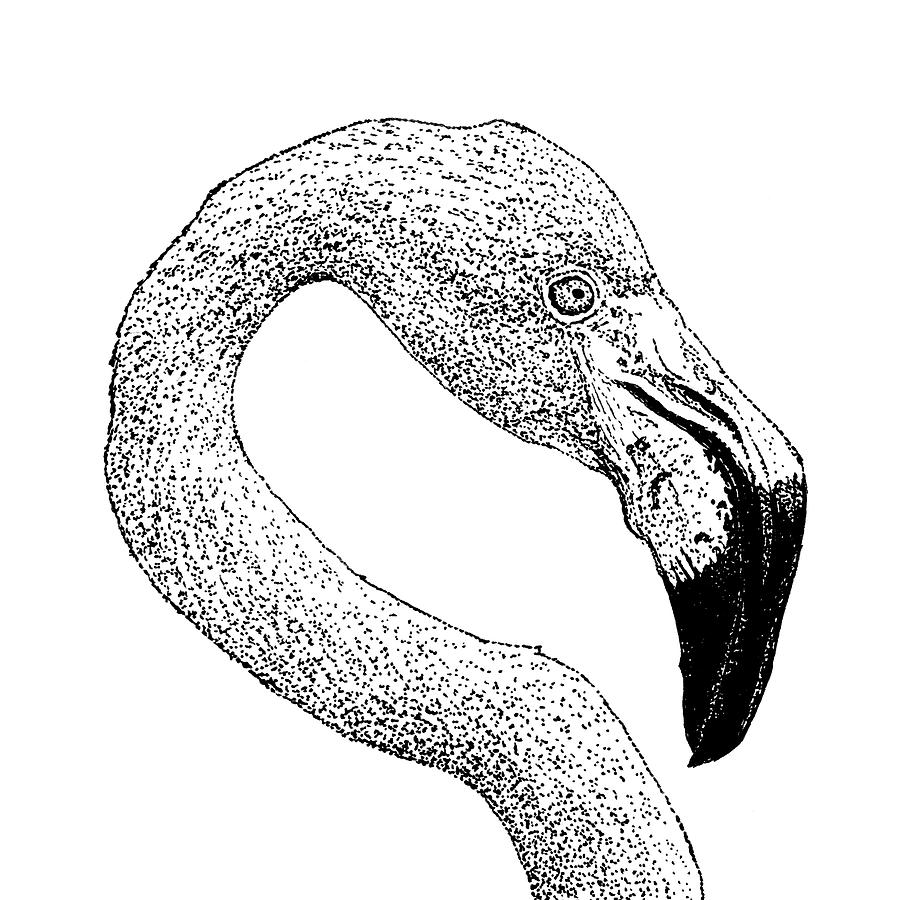 Flamingo Drawing By James Aceino Pixels