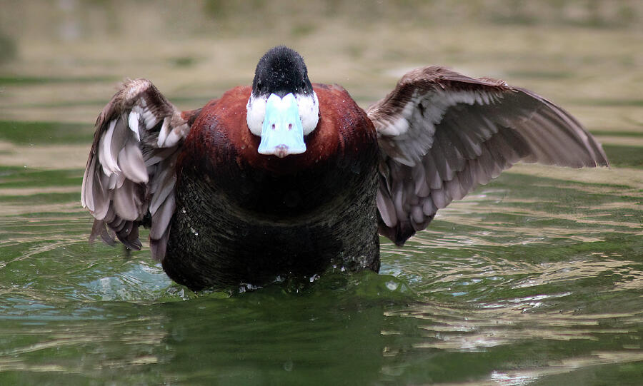 Flapping Photograph by William Ryan - Pixels