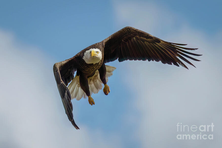 Flared Tail Eagle Photograph by Tom Claud - Fine Art America