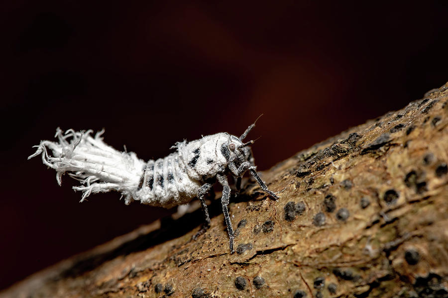 Flatida rosea, the flower-spike bug, Madagascar wildlife Photograph by Artush Foto - Pixels