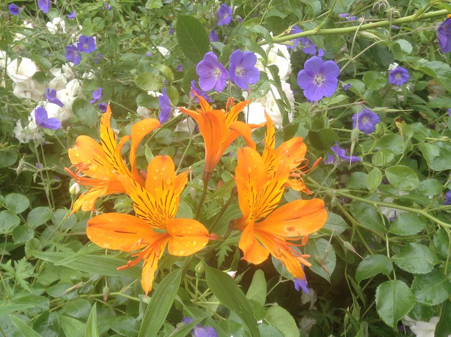 Flaura 1 Photograph by Mike Harper - Fine Art America