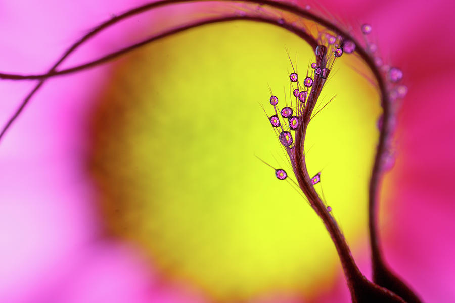 Flexuous Photograph by Deepak Kumar - Fine Art America