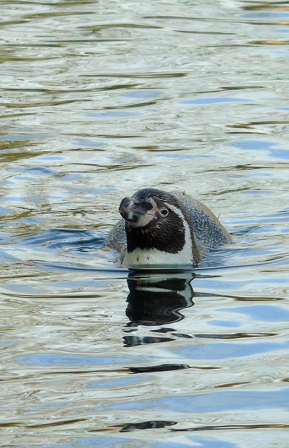 Float Photograph by CJ Tabeart - Pixels