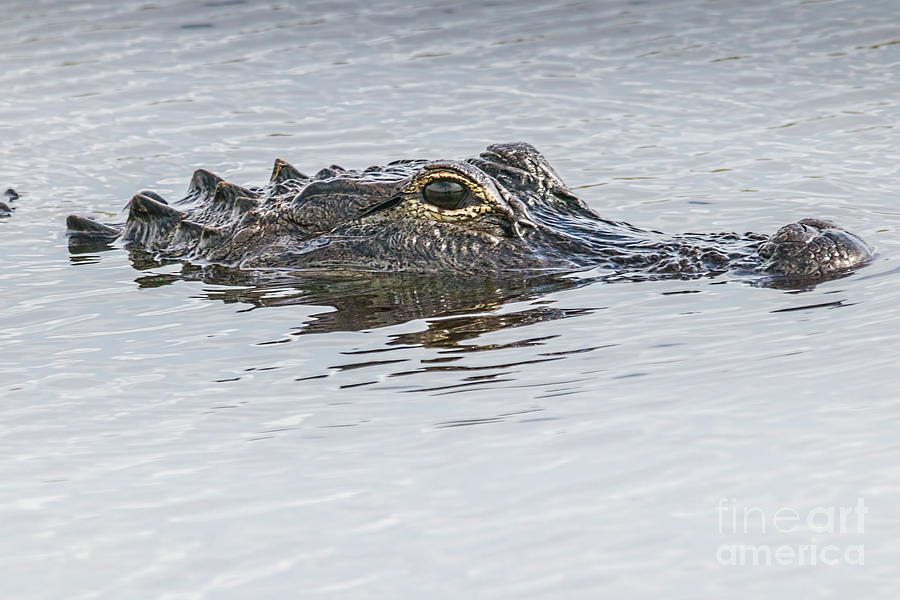 Floating Alligator Photograph by Tom Watkins PVminer pixs - Fine Art ...