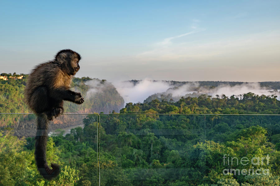 Floating Monkey Photograph by Brian Kamprath - Fine Art America
