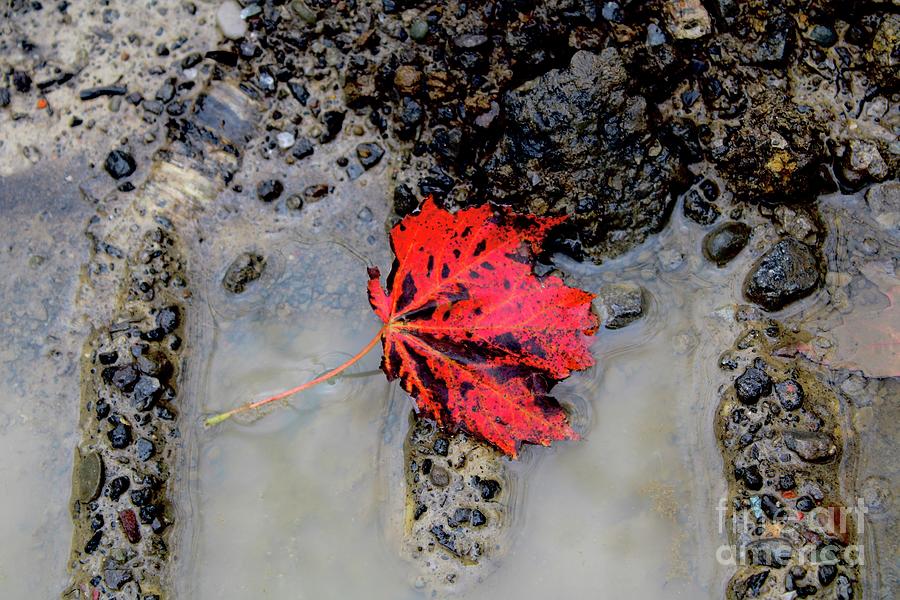 Floating Ruby Photograph by Claire Conrad - Pixels