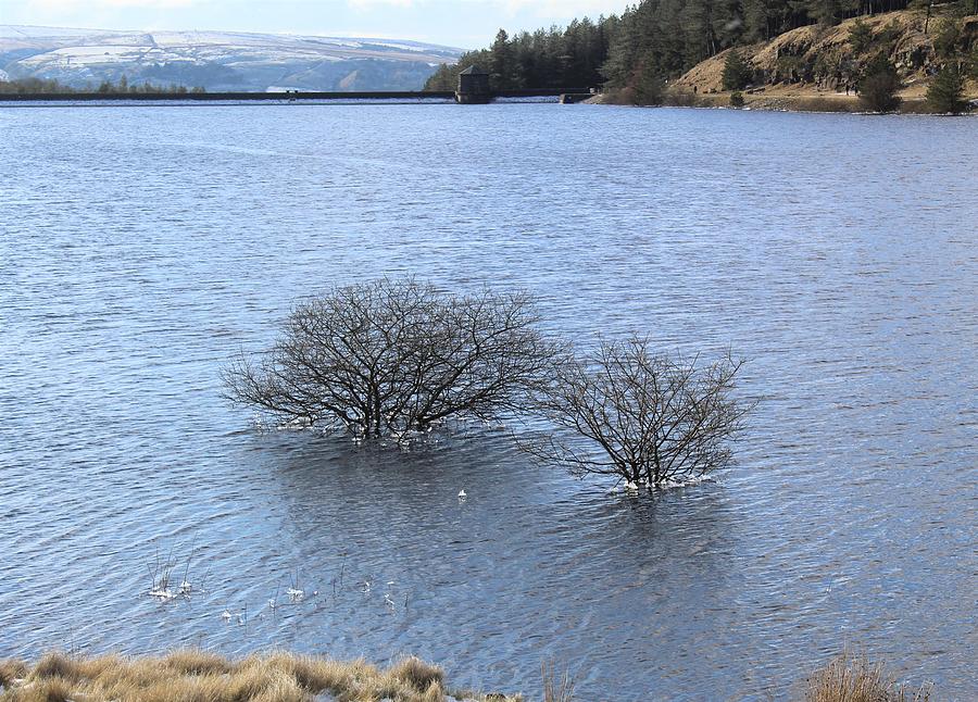 Floating Trees Photograph by Kathryn Hewson - Fine Art America