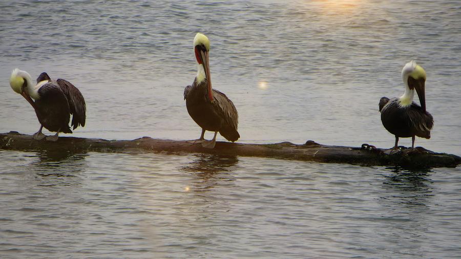 Flocking together Photograph by Gnu Attitude - Fine Art America