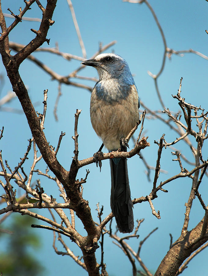 Florida Scrub Jay Photograph by Cindy McIntyre - Fine Art America