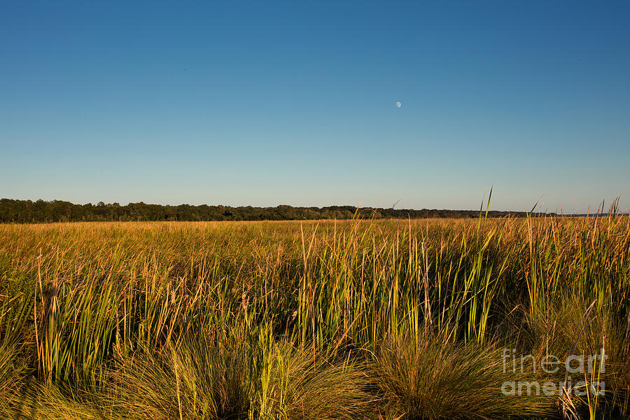 Florida swamp at the sunset and moonrise Photograph by Zorics Photo ...