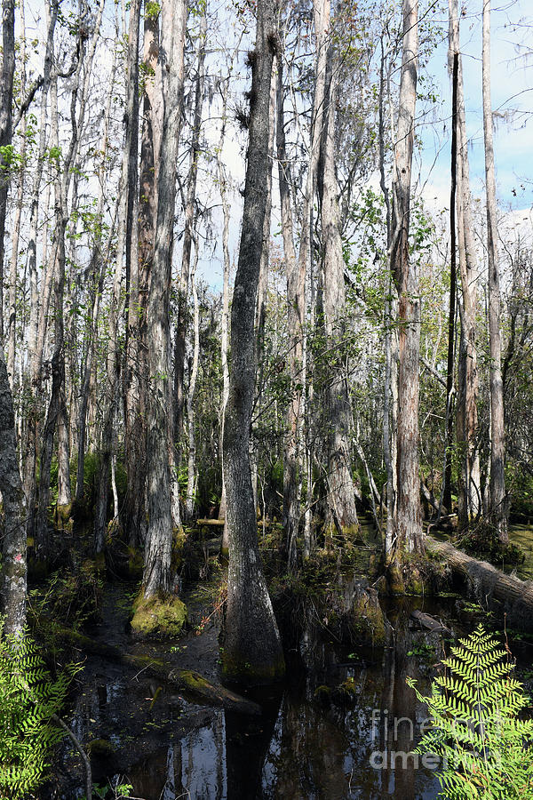 Florida Swamp Photograph by Brenda Harle - Fine Art America