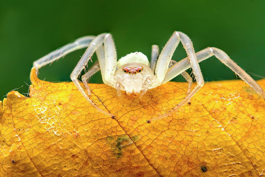 Flower Crab Spider Misumena Vatia Photograph By Arons Tiny Safari Pixels