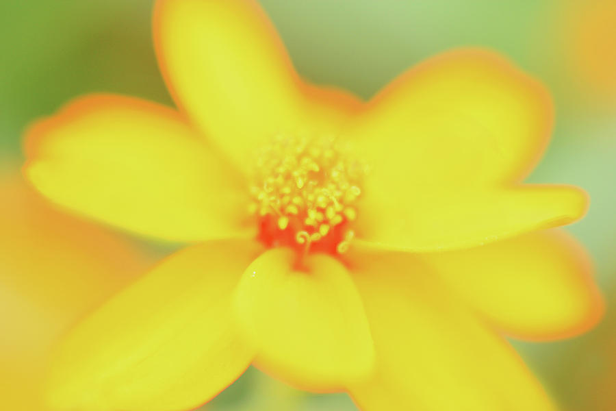 Flower Photograph by Stephan Rapp | Fine Art America