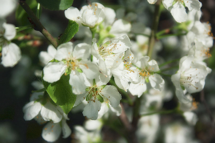 Flowering Cherry #2 Photograph by Margarita Buslaeva - Fine Art America