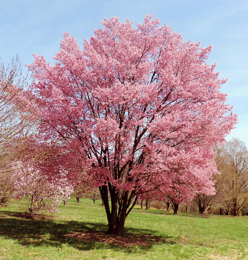Flowering Cherry Spring Has Sprung Photograph by Leesie Annie Designs ...