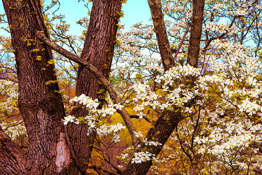 Flowering Spring Photograph by Jim Love - Fine Art America