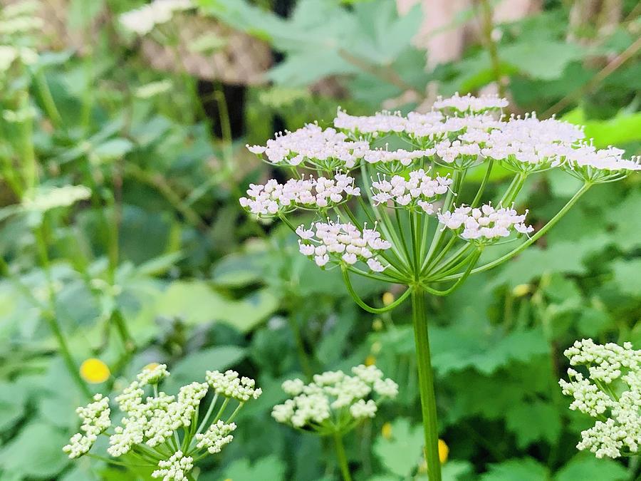 Flowers of Early Summer Photograph by Whitney Sweet | Fine Art America