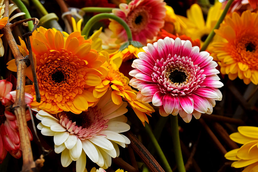 flowers Poster Copy Copy Copy Copy Copy Copy Painting by Steve Palmer ...