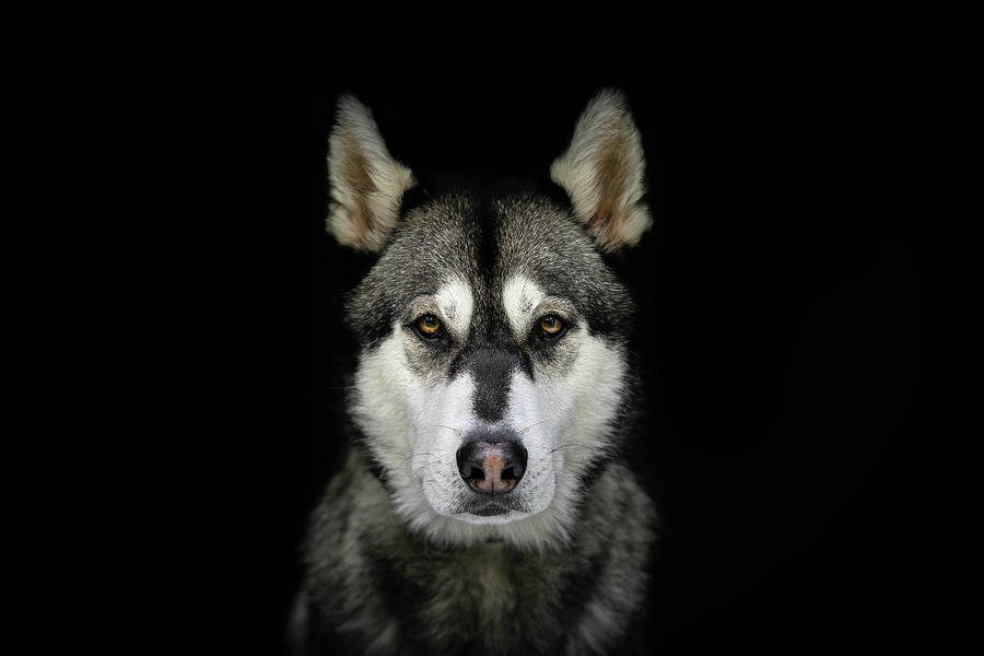 Floyd Photograph by Daniel Slattery - Fine Art America