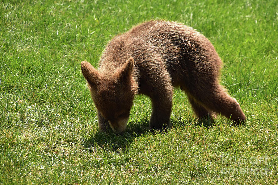 Fluffy Brown Baby Bear Cub Snuffling Around in the Grass Photograph by ...