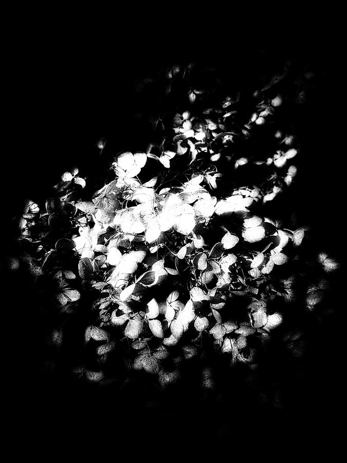 Flutter Photograph by Hillary Raimo - Fine Art America