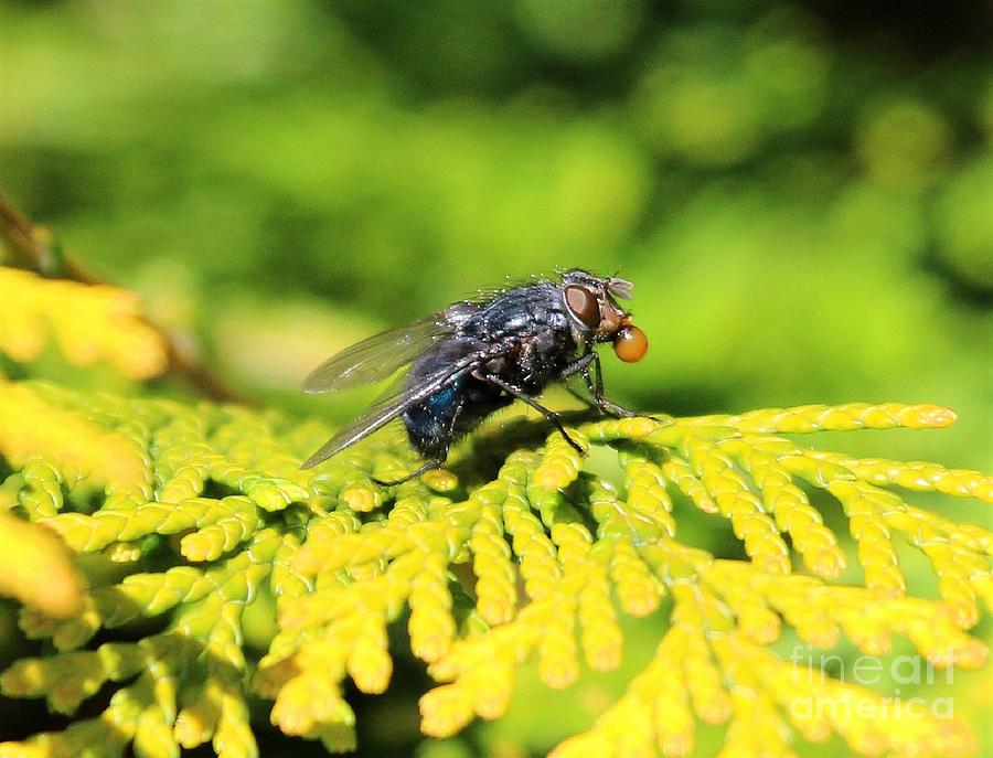Fly Bubble Photograph by Fearless Fox - Fine Art America