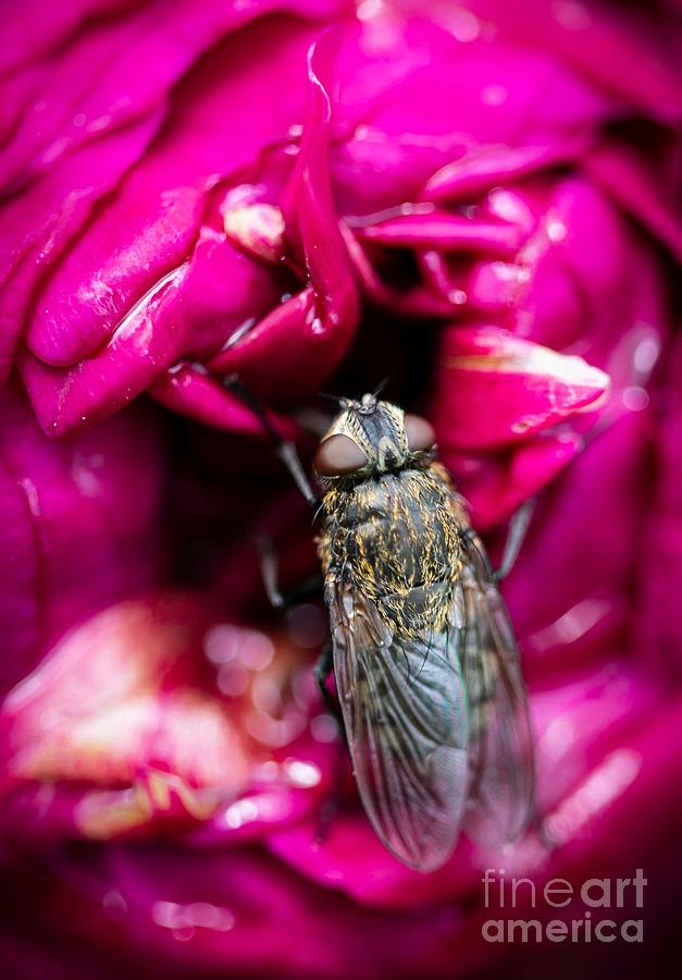 Fly In Pink Photograph By Jeff Parish Fine Art America