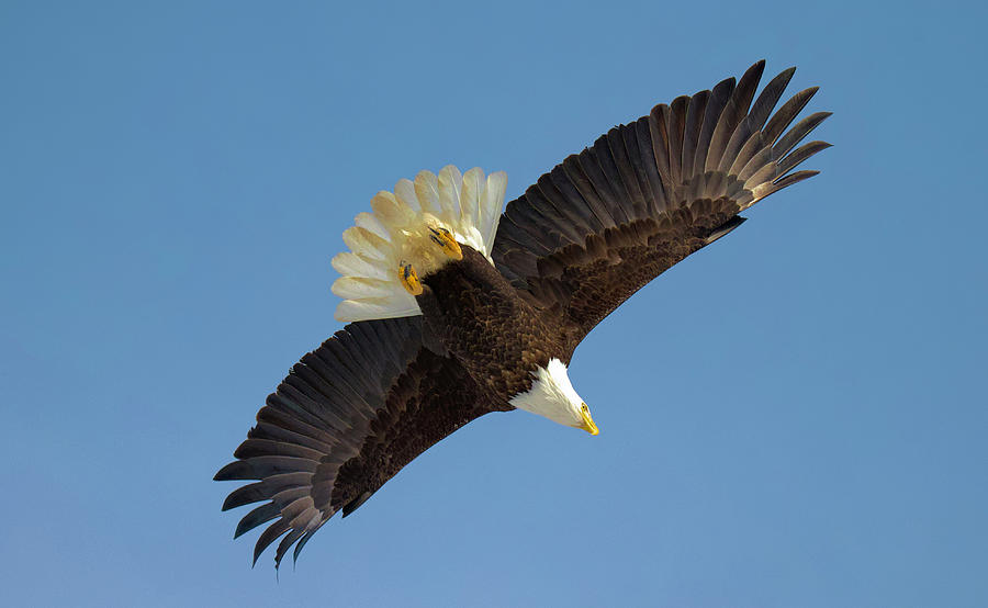 Fly like an eagle Photograph by Troy Wright