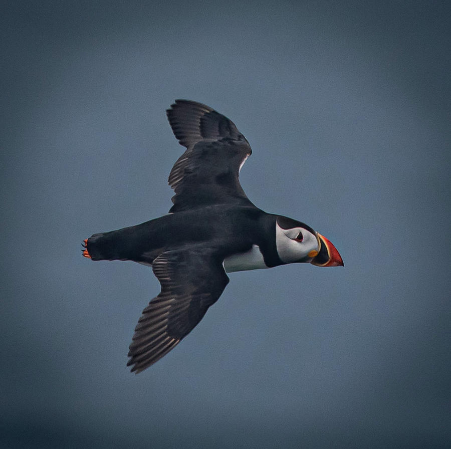 Flying Puffin Photograph by Dan Rainey - Pixels