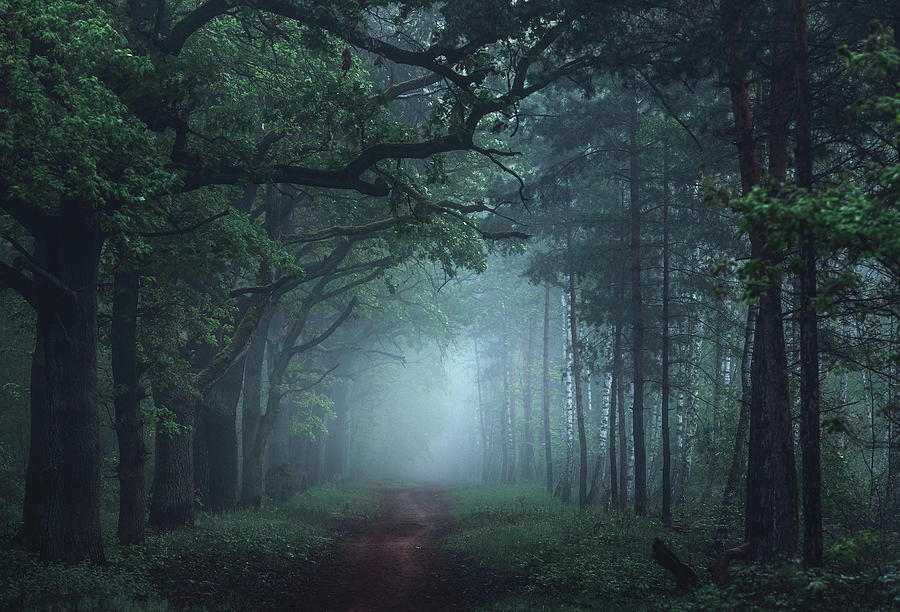 Foggy Path Photograph by Denny Bitte - Fine Art America