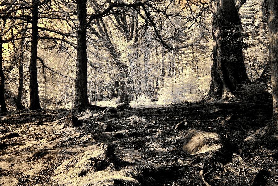 Forest Edge In Infrared Photograph by Neil R Finlay - Fine Art America