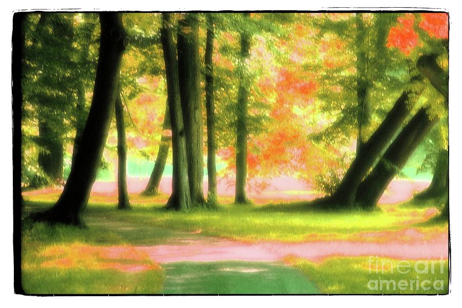 Forest Fantastique Photograph By Michael Ziegler Fine Art America