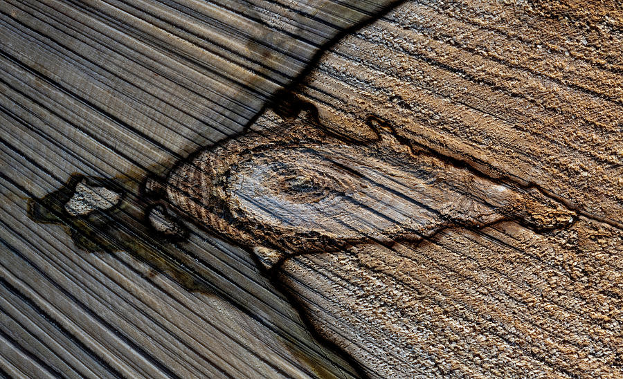 Forest Graffiti Abstract Wood Grain Photograph by Michael Olson - Fine ...
