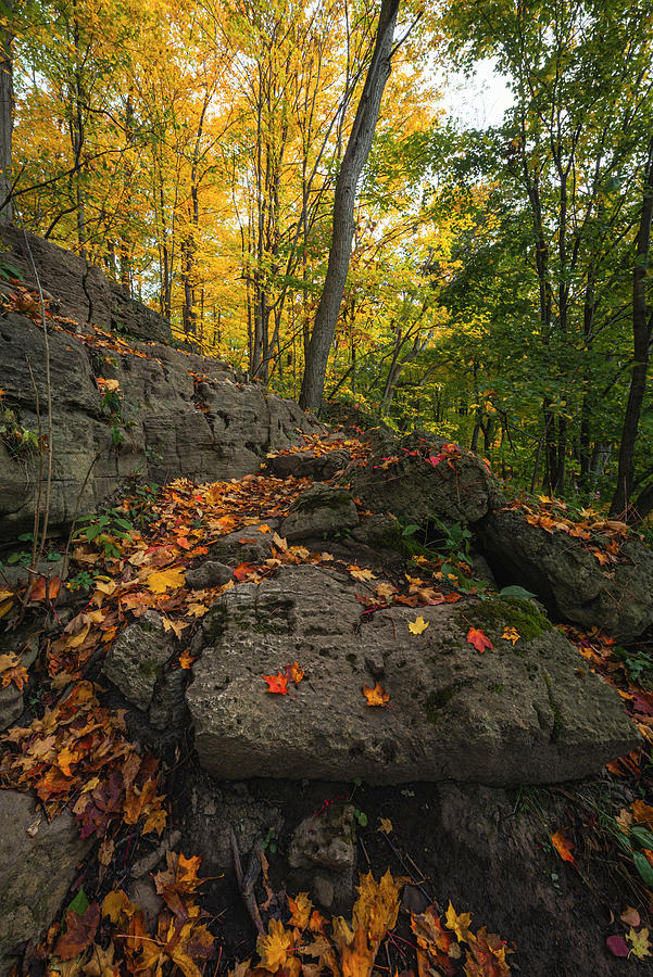 Forest Path Photograph by David Hook - Fine Art America