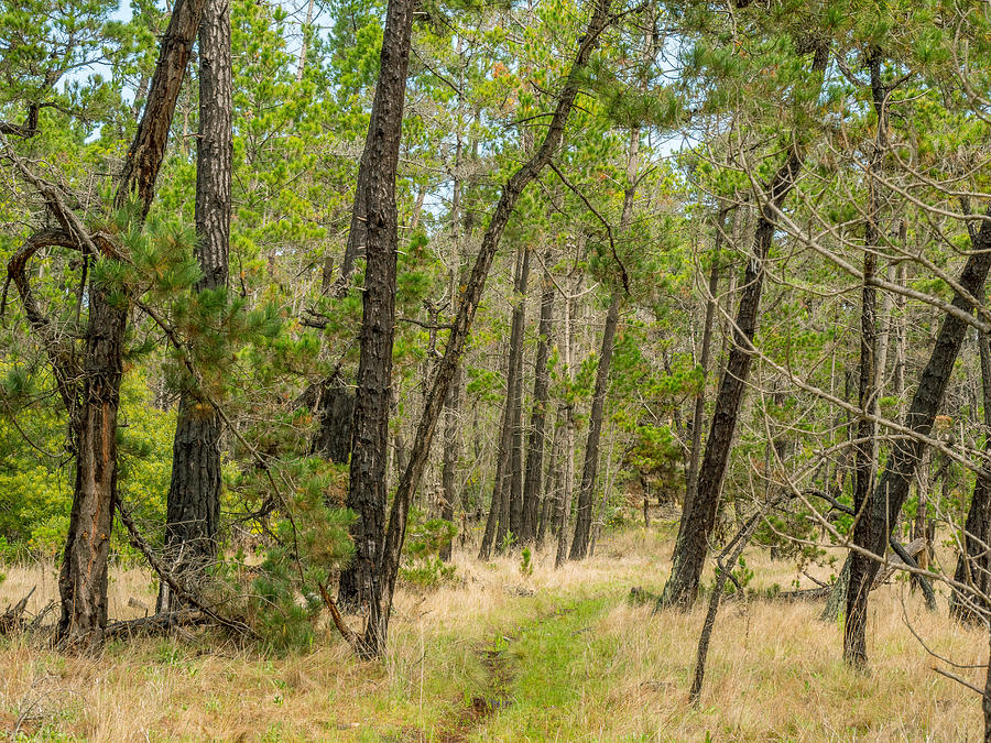 Forest Path Photograph by Derek Dean - Fine Art America