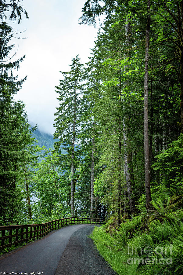 Forest Pathway #2 Photograph by Aaron Sabo | Fine Art America