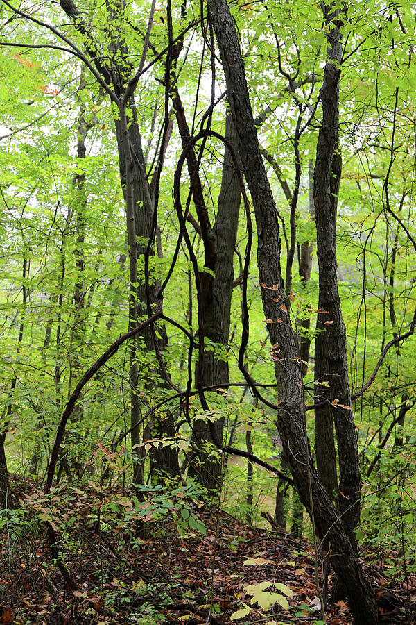 Forest Patterns 2 101621 Photograph by Mary Bedy - Fine Art America