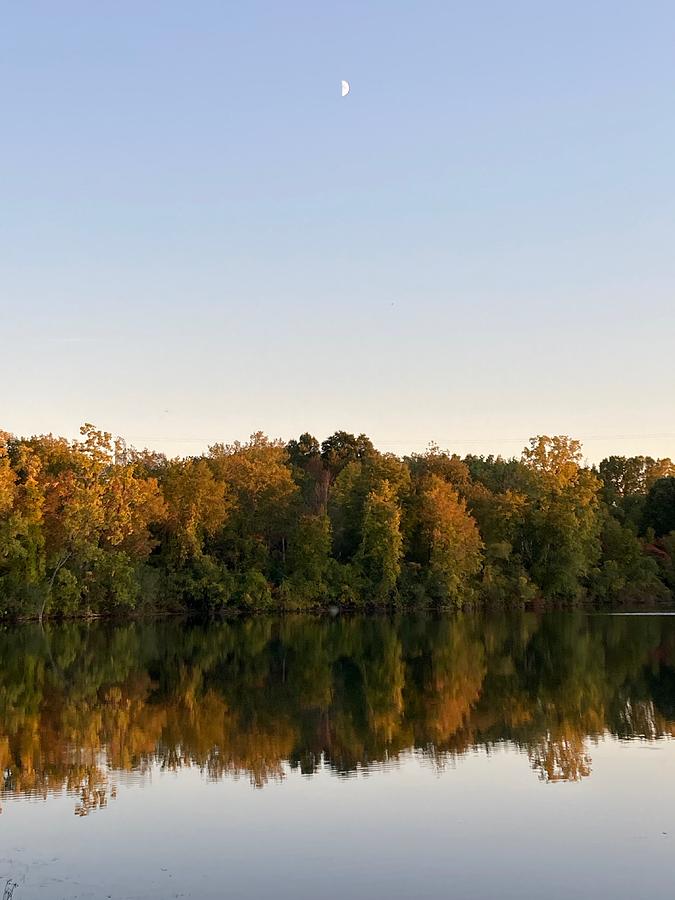 Forest Reflections Photograph by Michelle Miron-Rebbe - Fine Art America