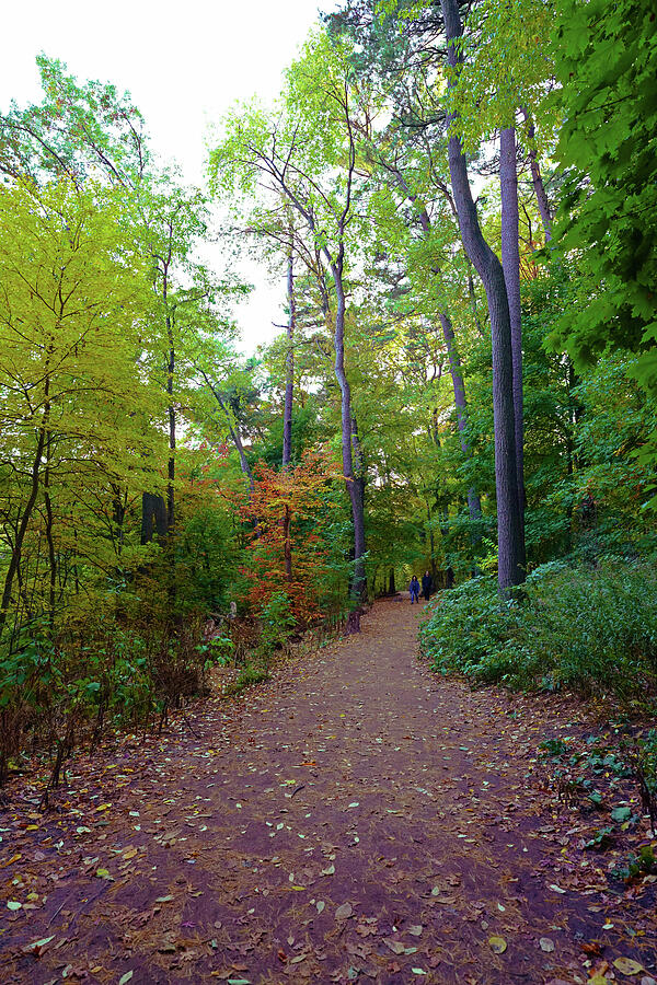 Forest Trail at High Park Photograph by Maria Faria Rodrigues - Pixels